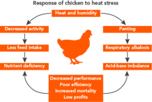 About Fowls - A Pro Poultry Welfare Tetrachromat Light
